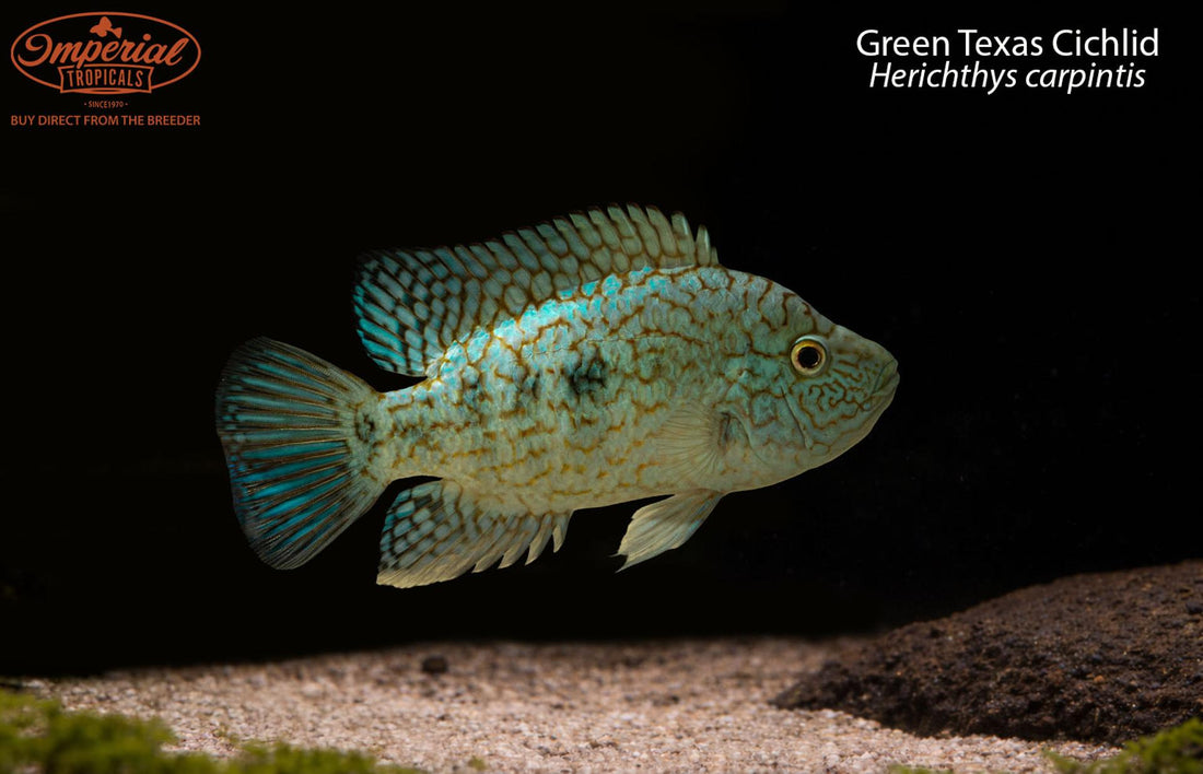 Green Texas Cichlid (Herichthys carpintis) - shop Imperial Tropicals