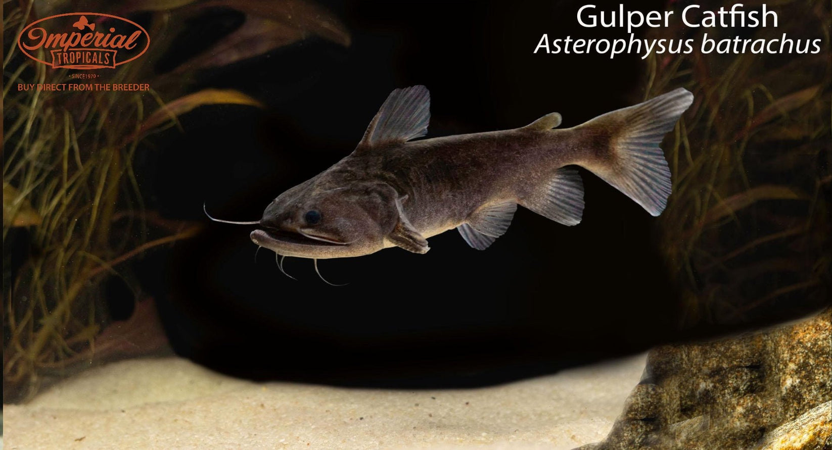 Gulper Catfish – Imperial Tropicals
