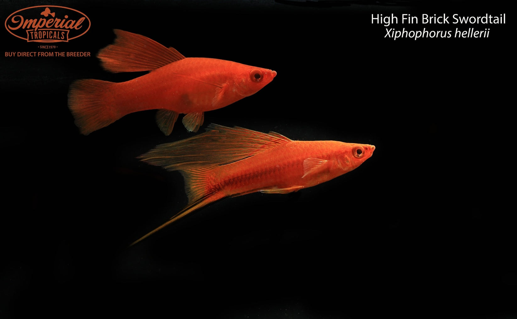 High Fin Brick Swordtail – Imperial Tropicals