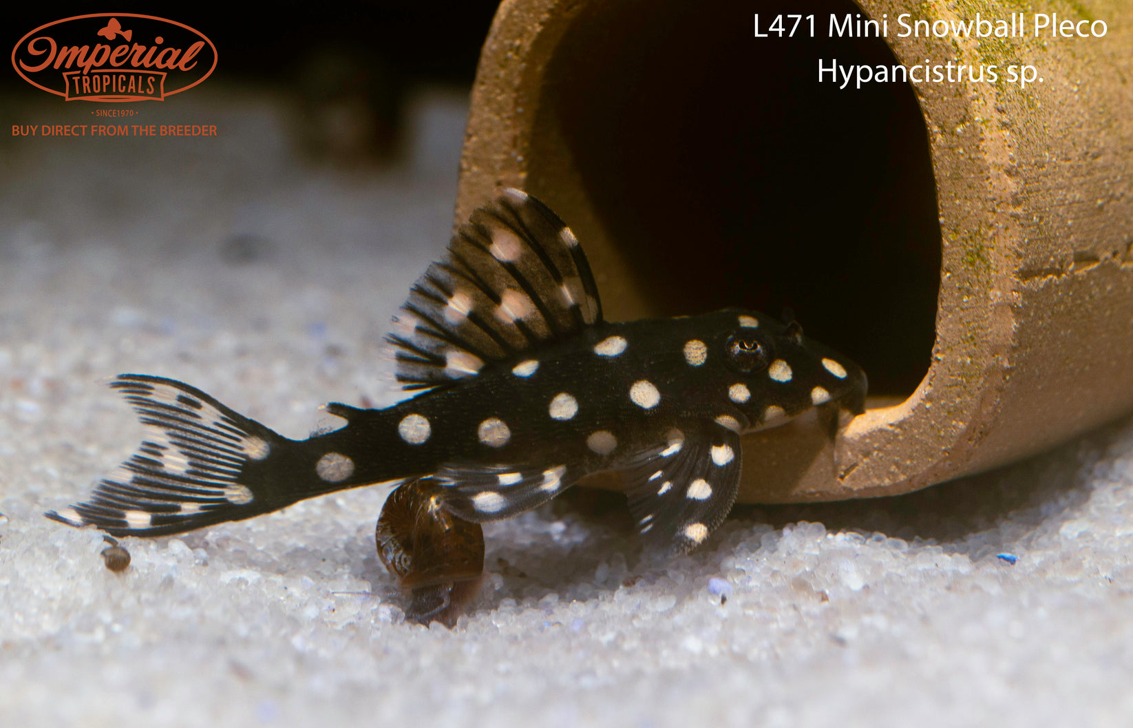 L471 Mini Snowball Pleco (Hypancistrus sp.) - shop Imperial Tropicals