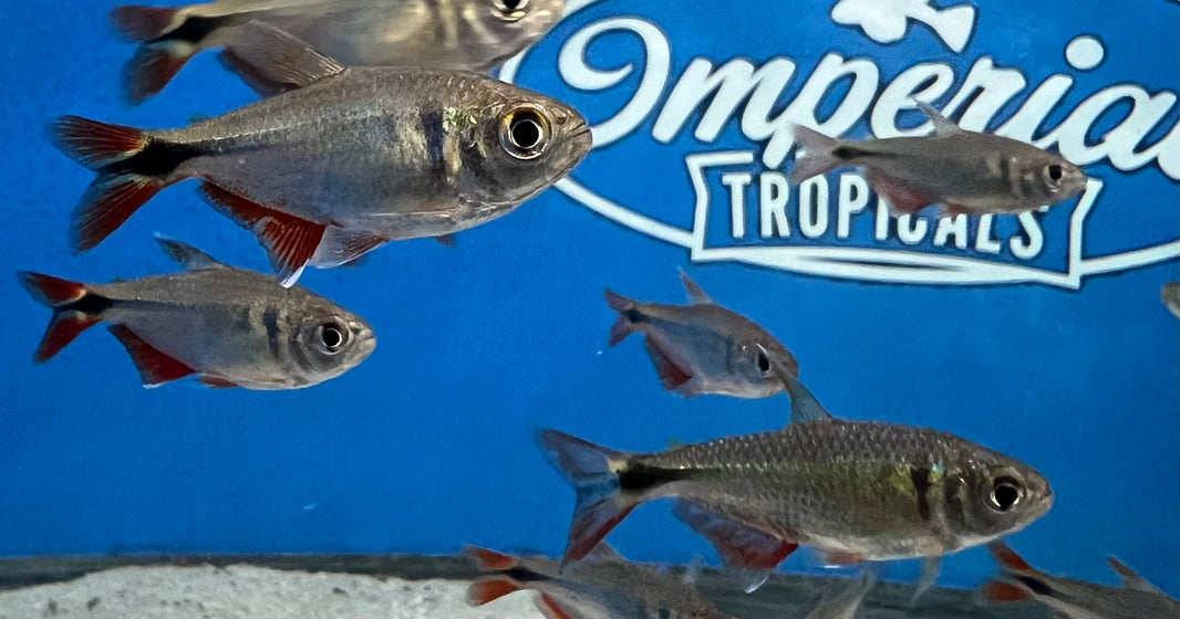 Tetras and Other Characins – Imperial Tropicals