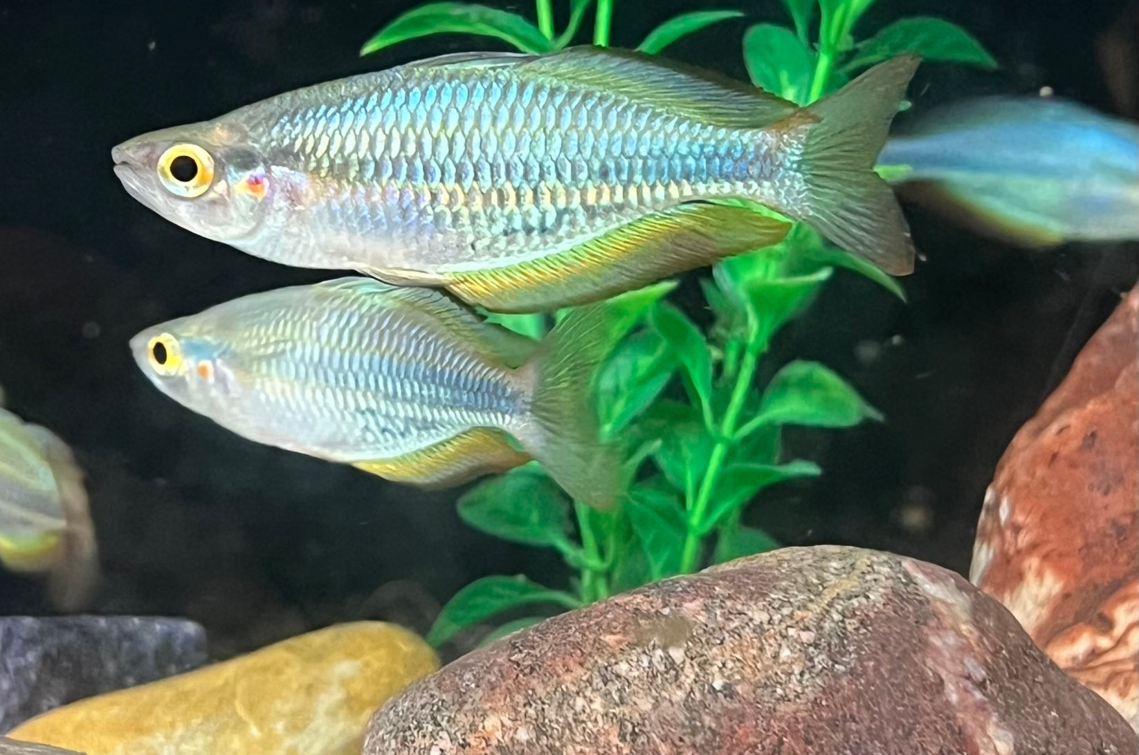 Aru Rainbowfish (Melanotaenia picta) - shop Imperial Tropicals