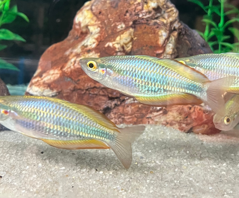 Aru Rainbowfish (Melanotaenia picta) - shop Imperial Tropicals
