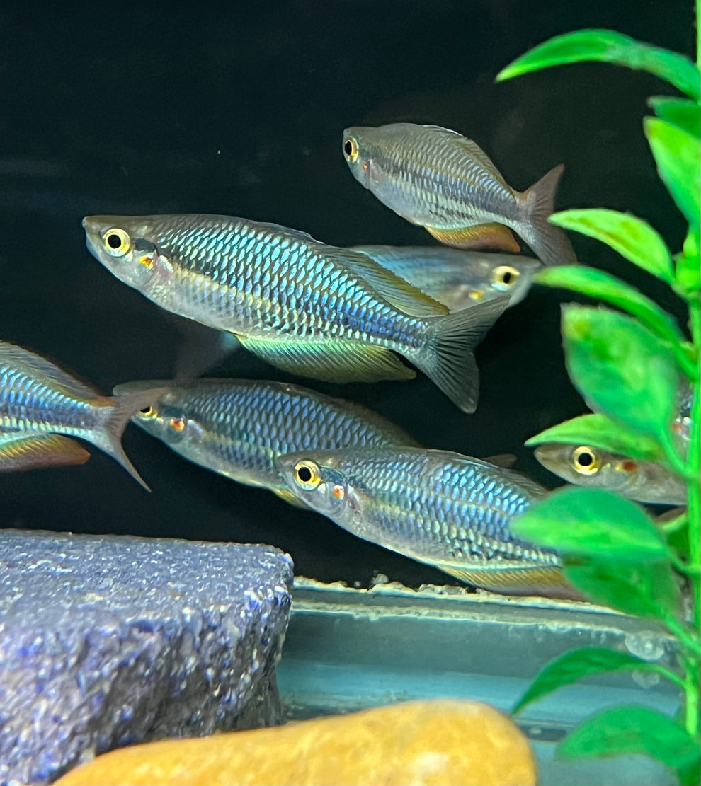 Aru Rainbowfish (Melanotaenia picta) - shop Imperial Tropicals