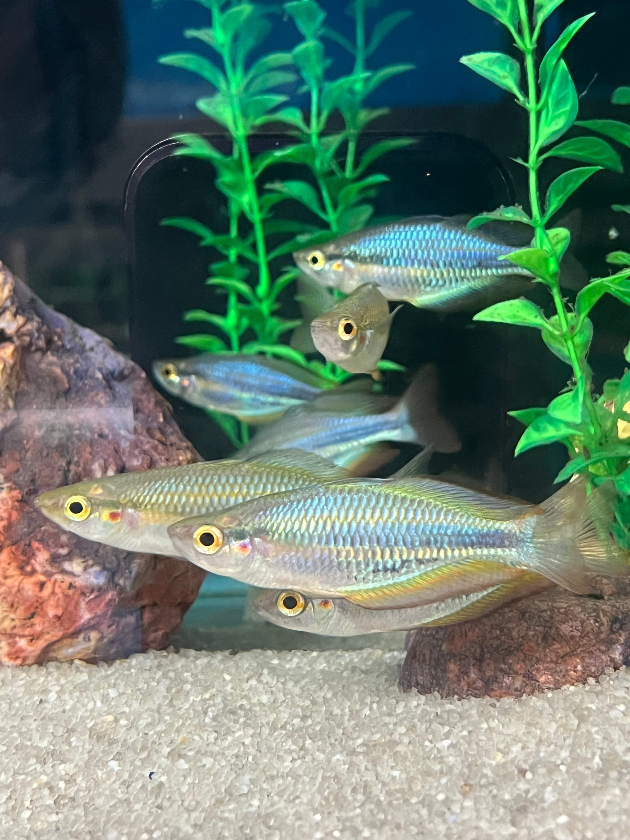 Aru Rainbowfish (Melanotaenia picta) - shop Imperial Tropicals