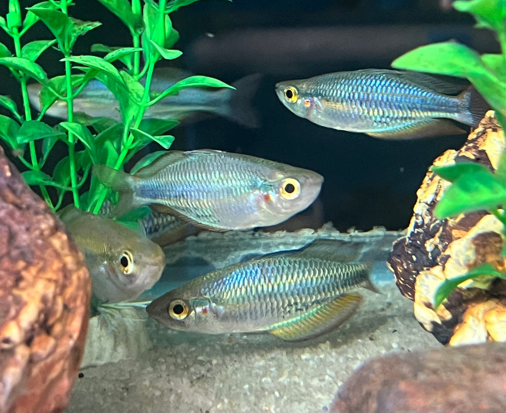 Aru Rainbowfish (Melanotaenia picta) - shop Imperial Tropicals