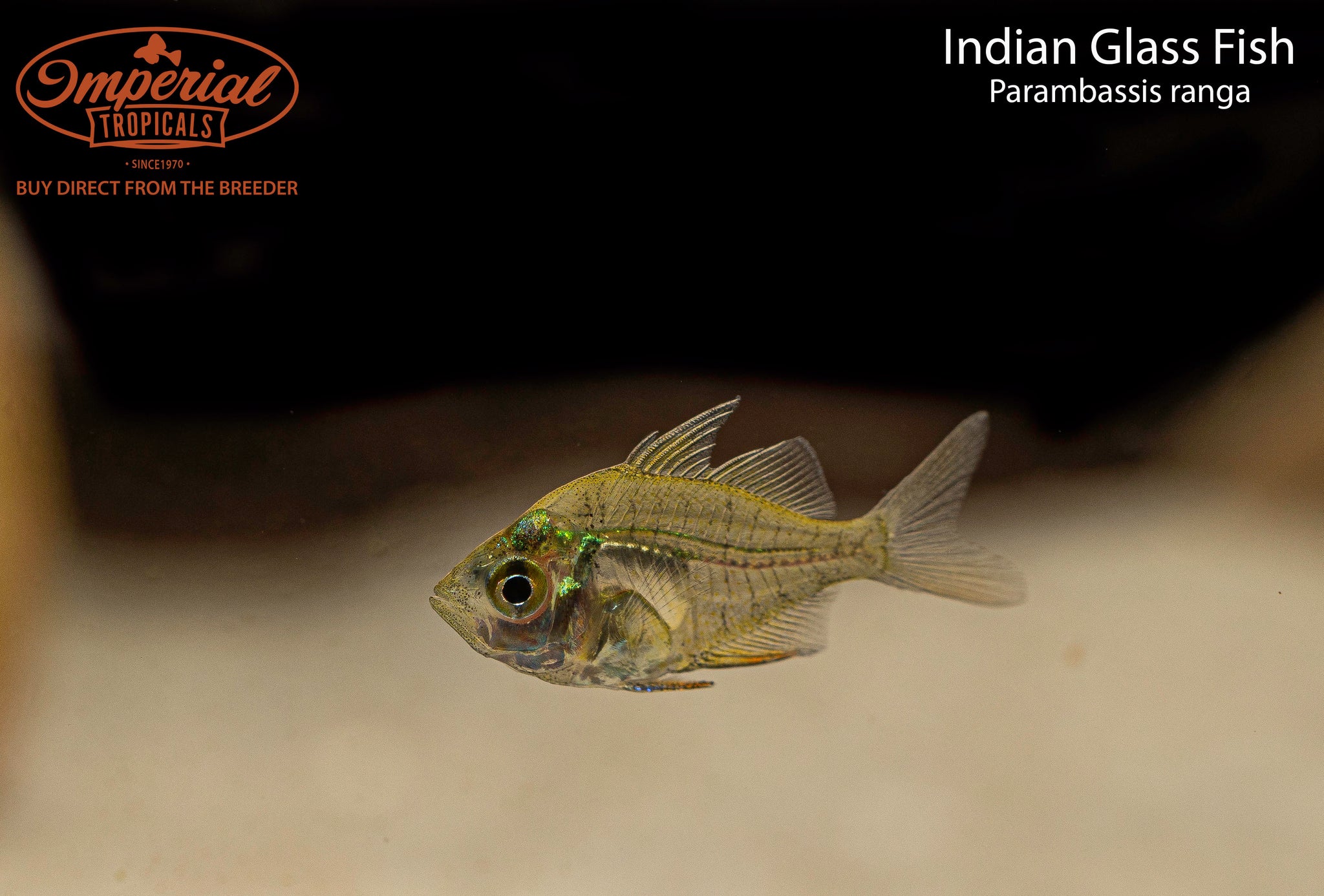 Indian Glass Fish – Imperial Tropicals