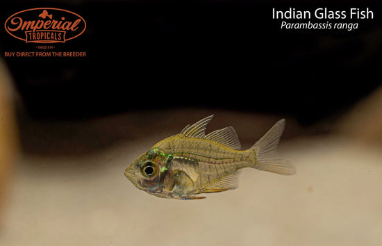 Indian Glass Fish – Imperial Tropicals