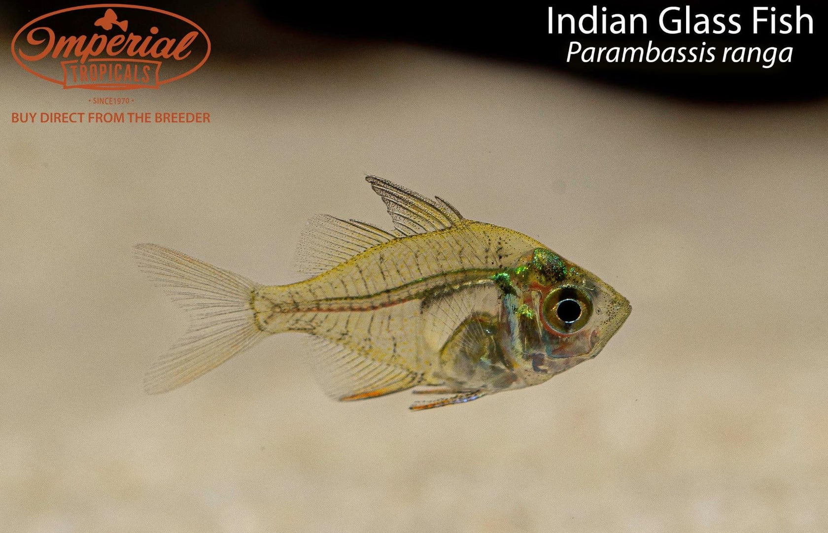 Indian Glass Fish – Imperial Tropicals