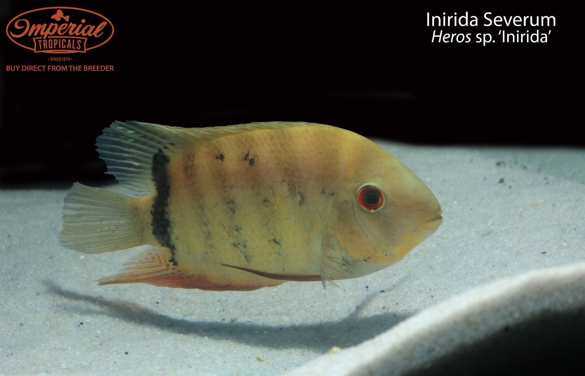 New Arrivals at Imperial Tropicals