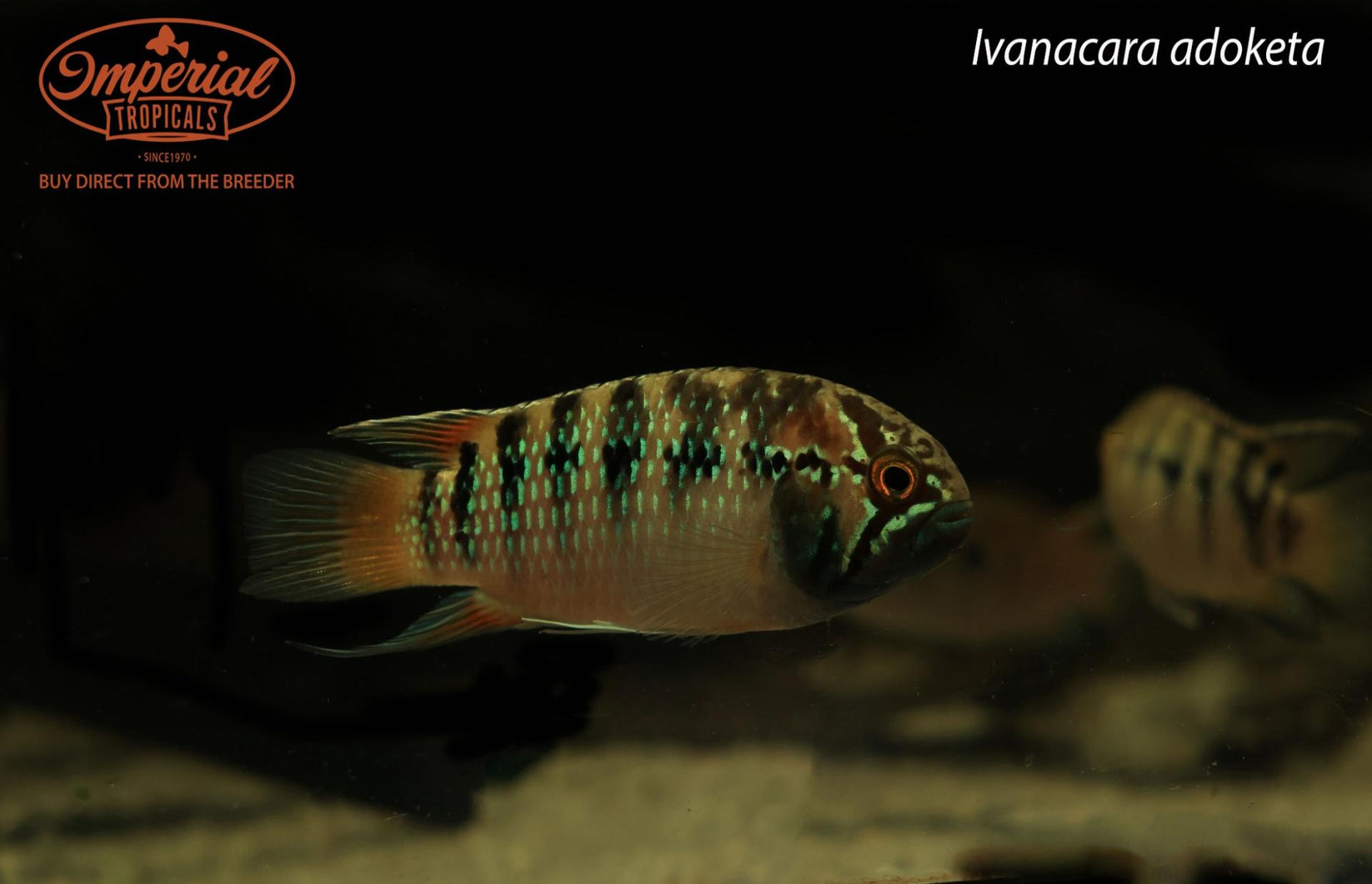 Ivanacara adoketa – Imperial Tropicals
