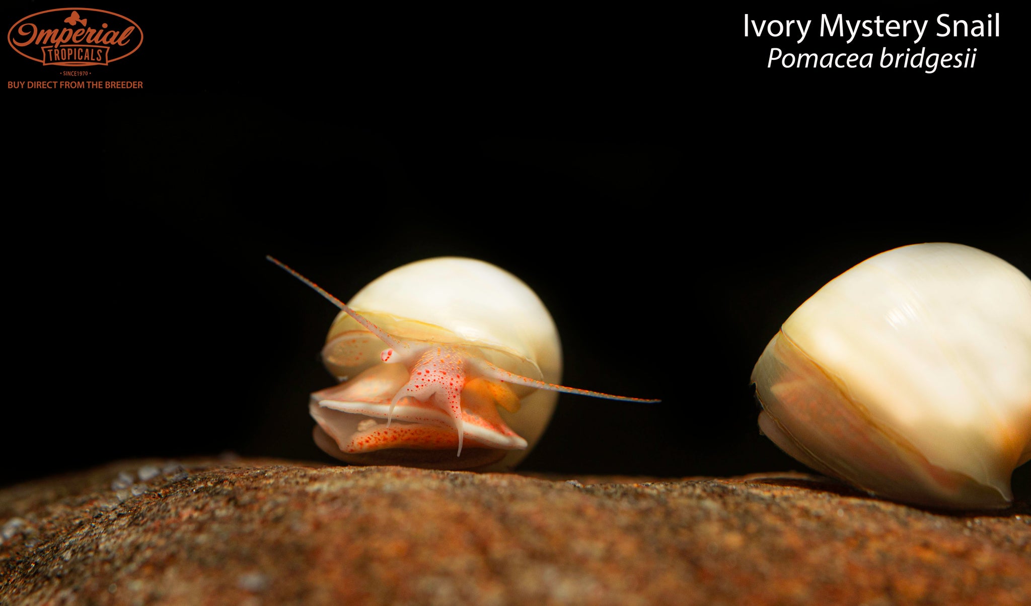Ivory Mystery Snail (Pomacea bridgesii) - shop Imperial Tropicals