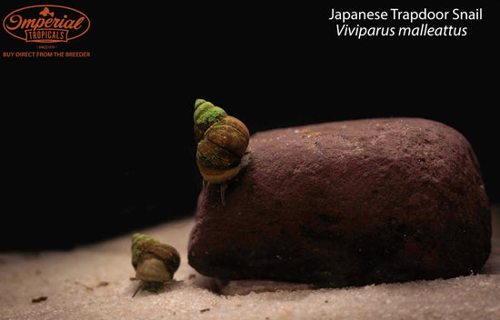 Japanese Trapdoor Snail (Viviparus malleattus) - shop Imperial Tropicals