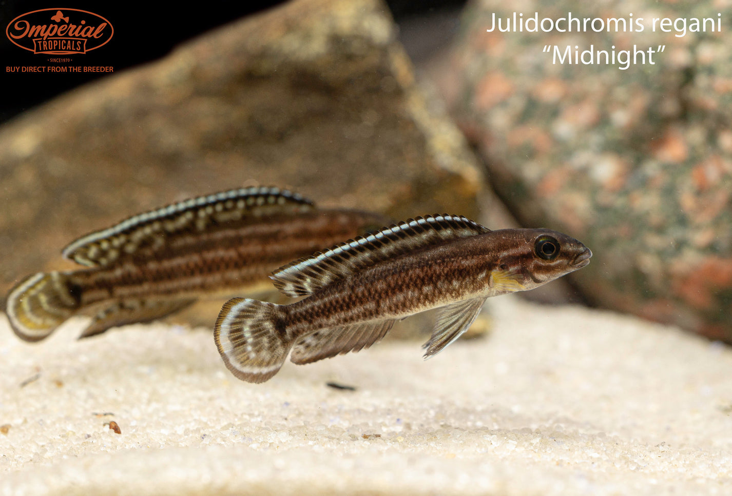 Julidochromis regani "Midnight" - shop Imperial Tropicals