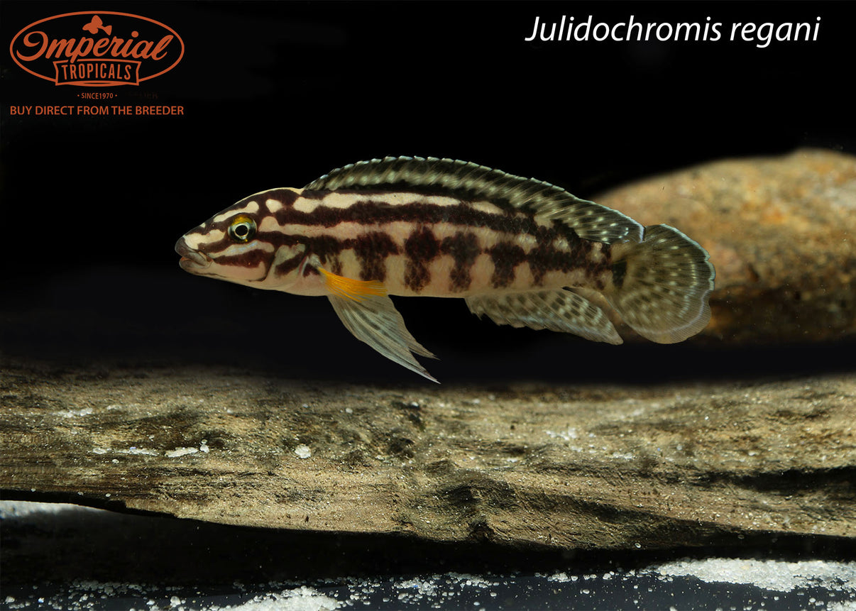 Julidochromis regani – Imperial Tropicals