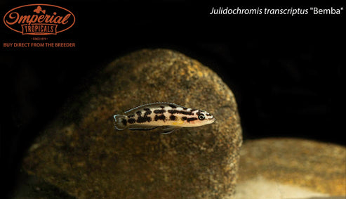 Julidochromis transcriptus "Bemba" - shop Imperial Tropicals