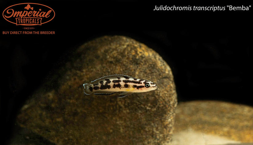Julidochromis transcriptus "Bemba" - shop Imperial Tropicals
