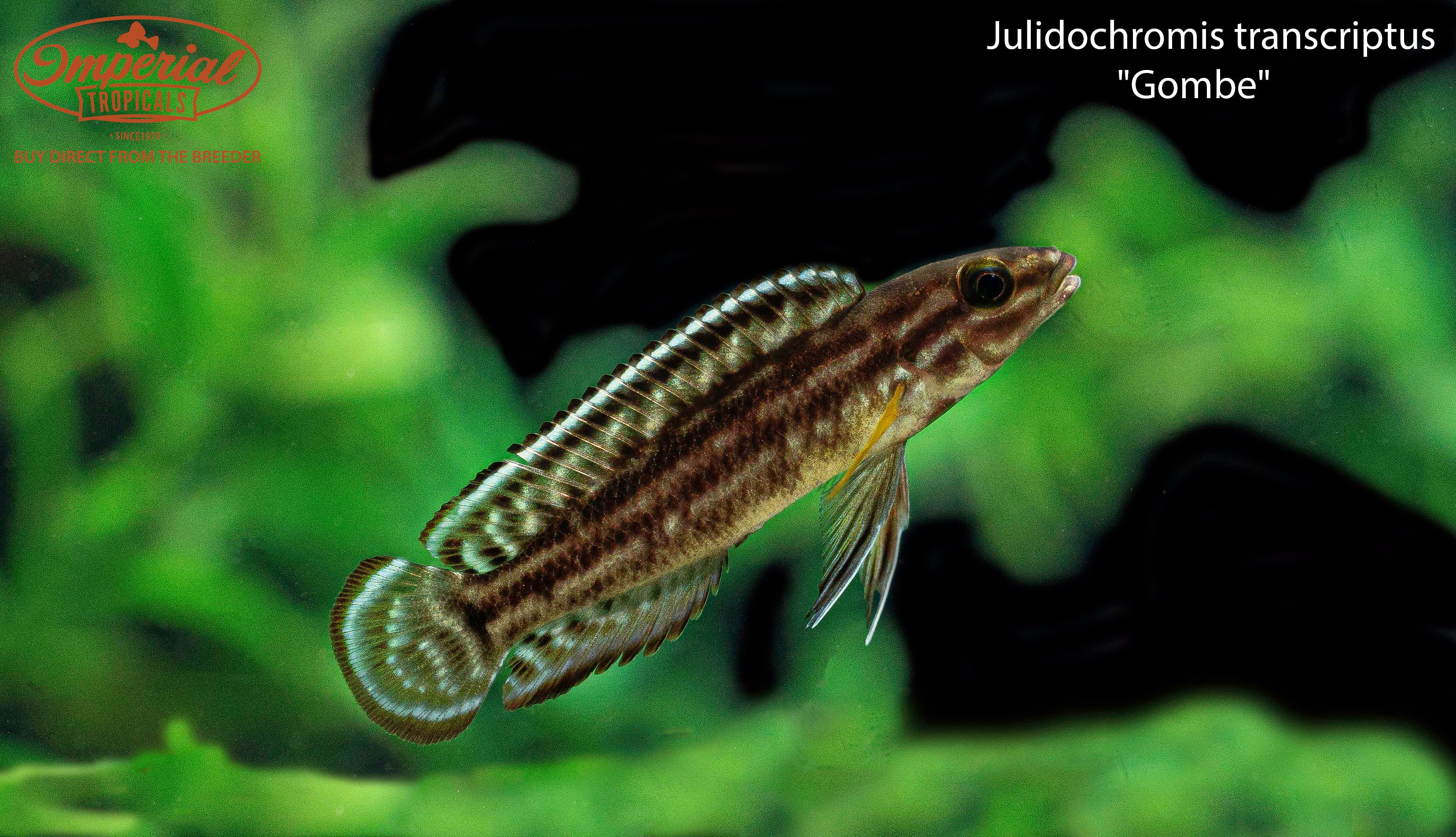 Julidochromis transcriptus "Gombe" - shop Imperial Tropicals
