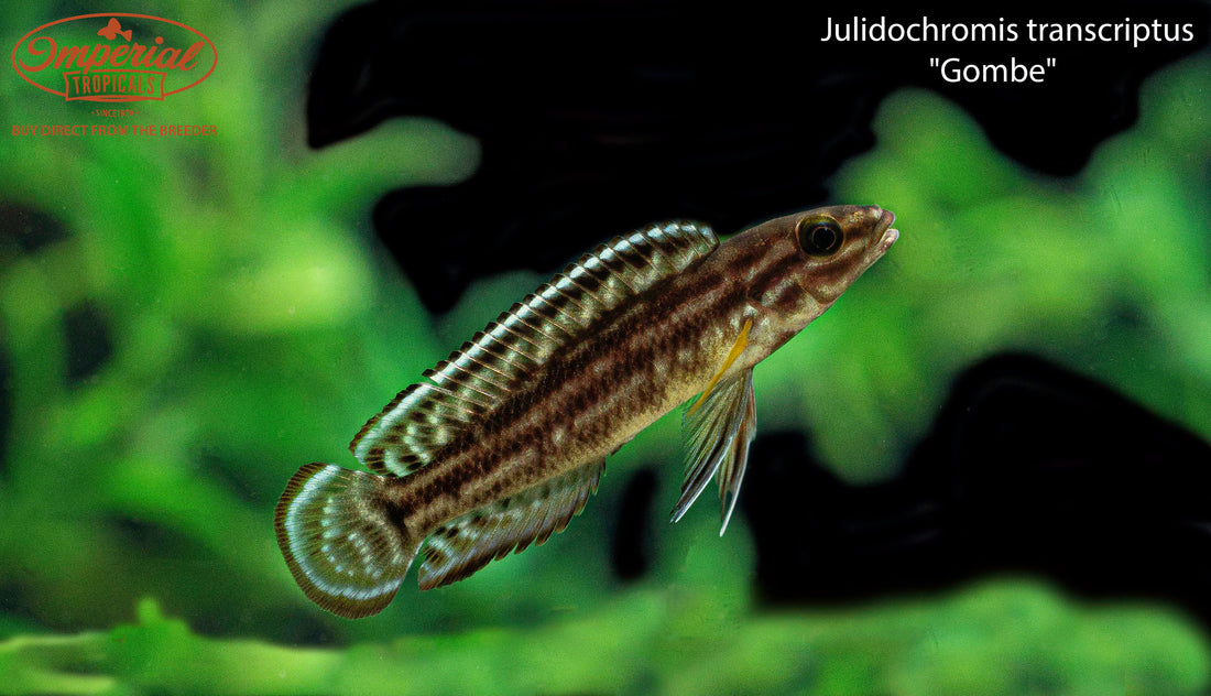 Julidochromis transcriptus "Gombe" - shop Imperial Tropicals