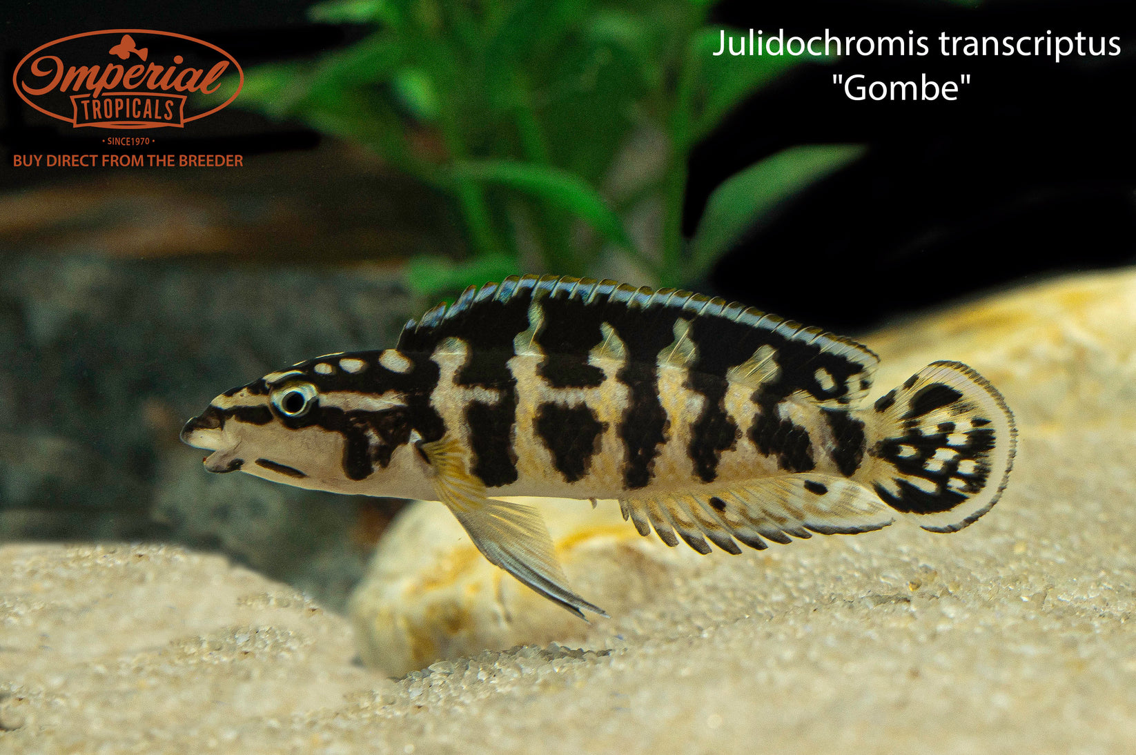 Julidochromis transcriptus "Gombe" - shop Imperial Tropicals