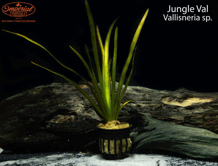 Aquatic Plants – Imperial Tropicals