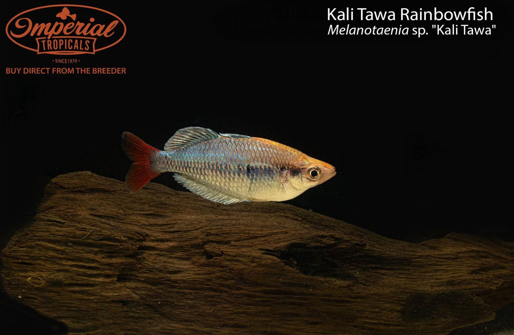 Kali Tawa Rainbowfish (Melanotaenia sp. "Kali Tawa") - shop Imperial ...
