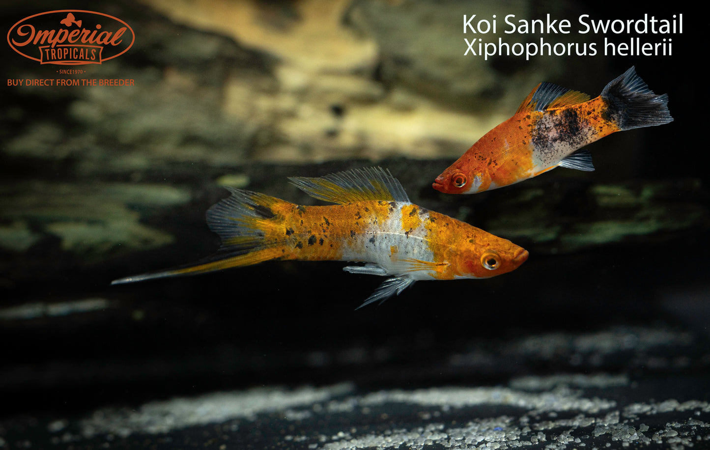 Sanke Koi Swordtail – Imperial Tropicals