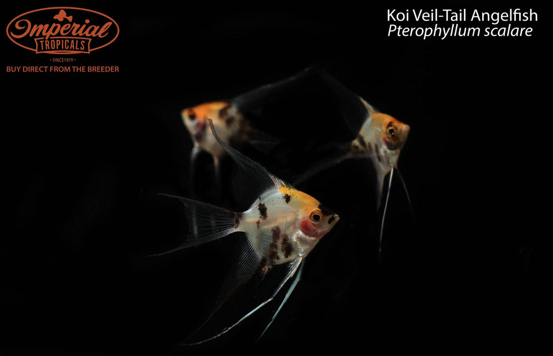Platinum Angelfish (Pterophyllum scalare) - shop Imperial Tropicals