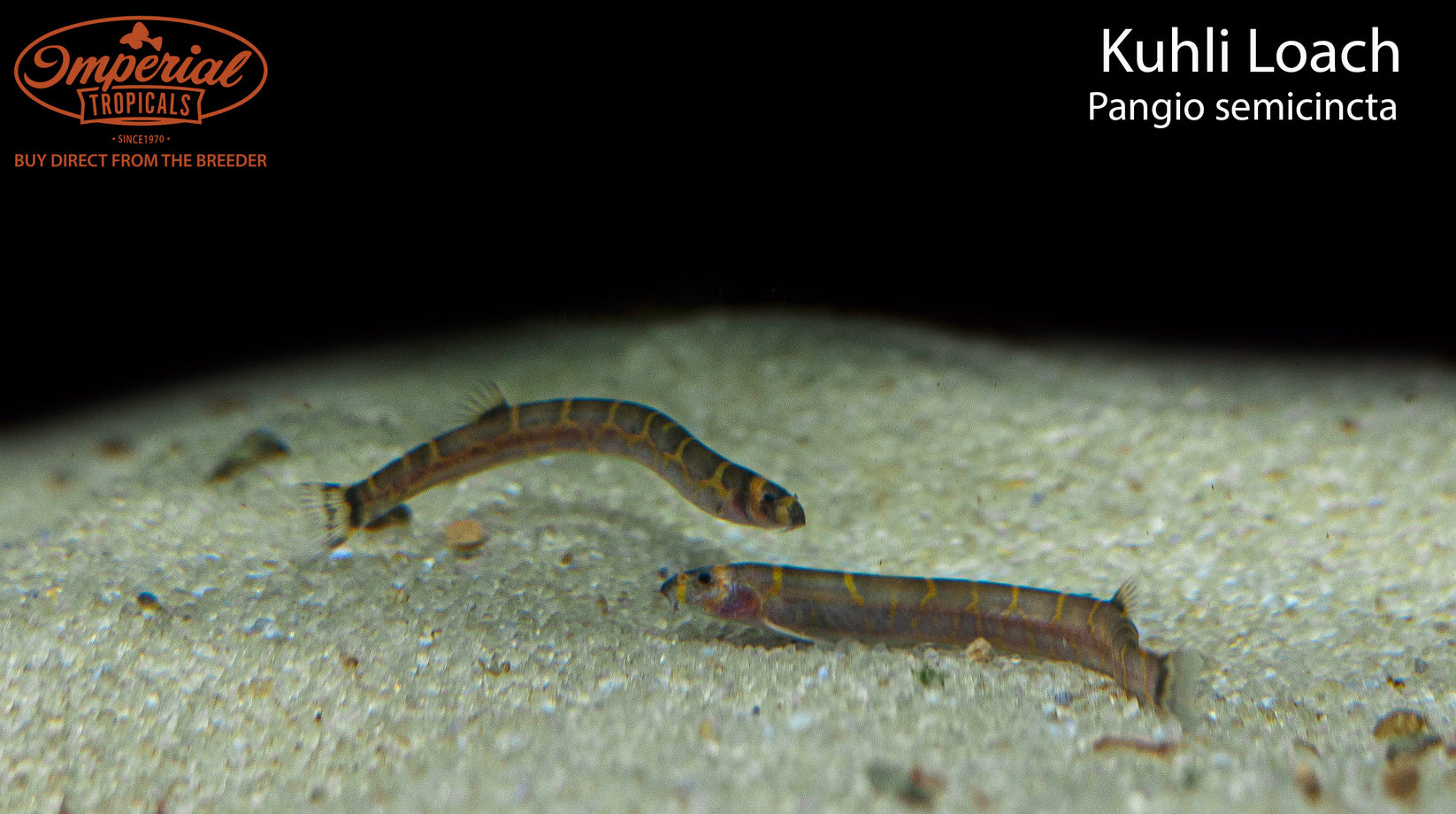 Kuhli Loach (Pangio semicincta) - shop Imperial Tropicals