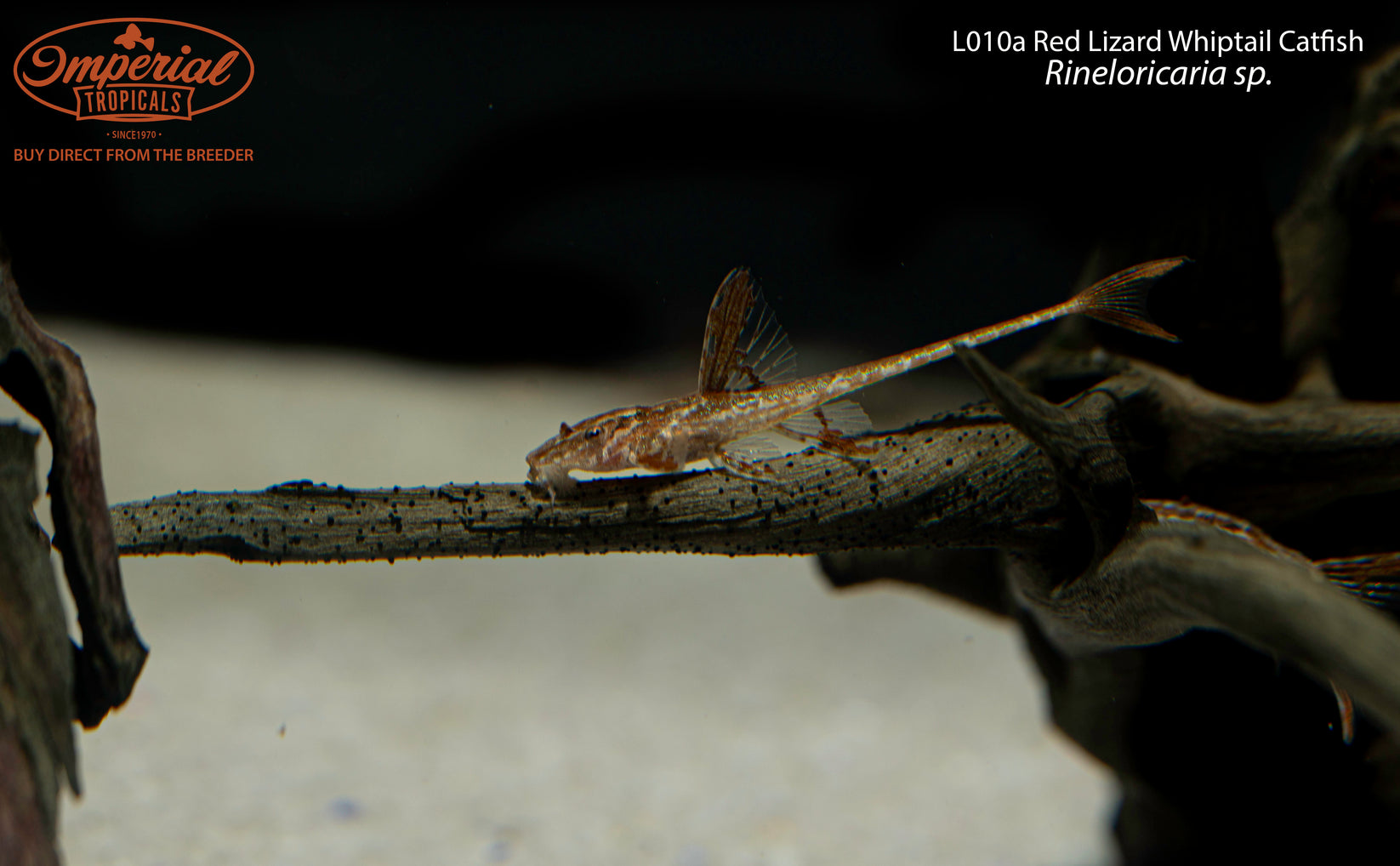 L010a Red Lizard Whiptail Catfish (Rineloricaria sp.) - shop Imperial ...