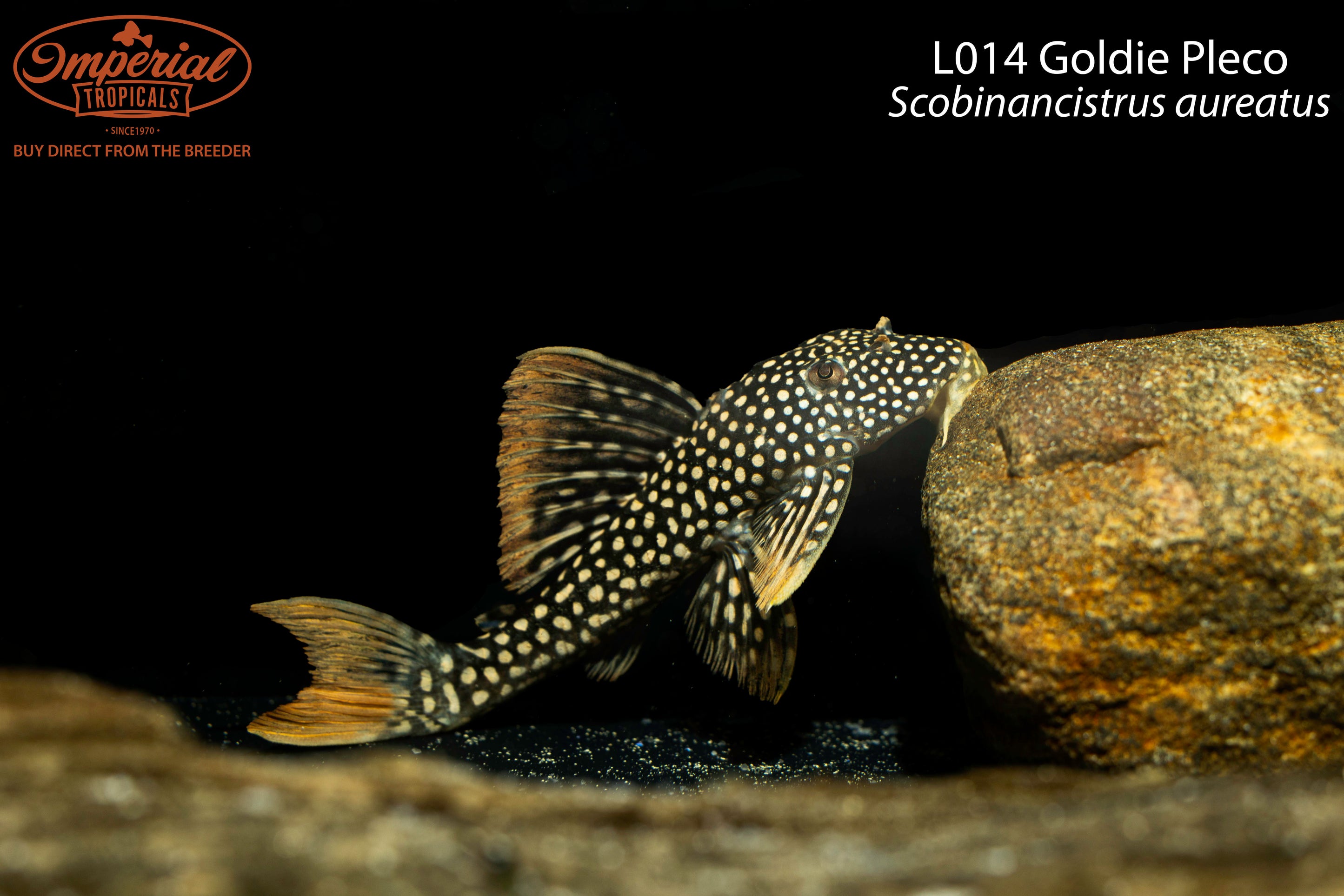 L014 Goldie Pleco (Scobinancistrus aureatus) - shop Imperial Tropicals