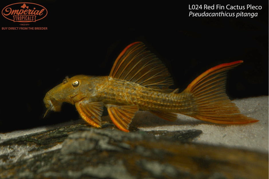 Plecos and Other Loricariids – Page 3 – Imperial Tropicals