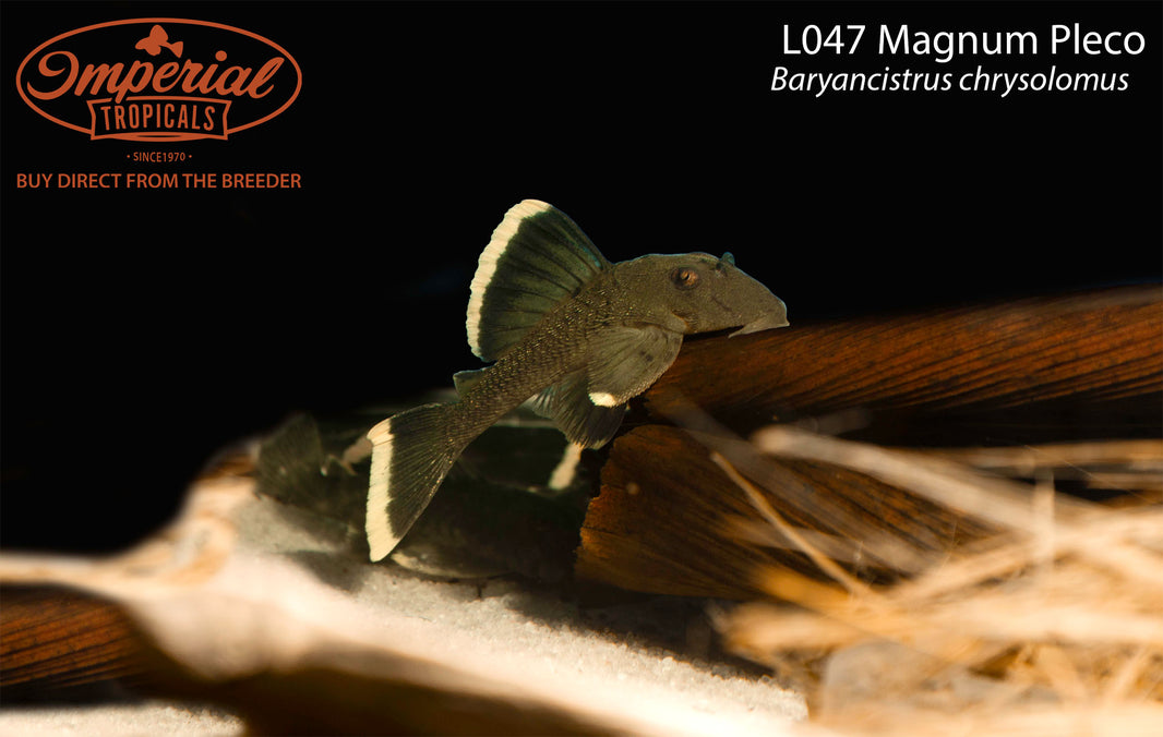 Plecos and Other Loricariids – Imperial Tropicals
