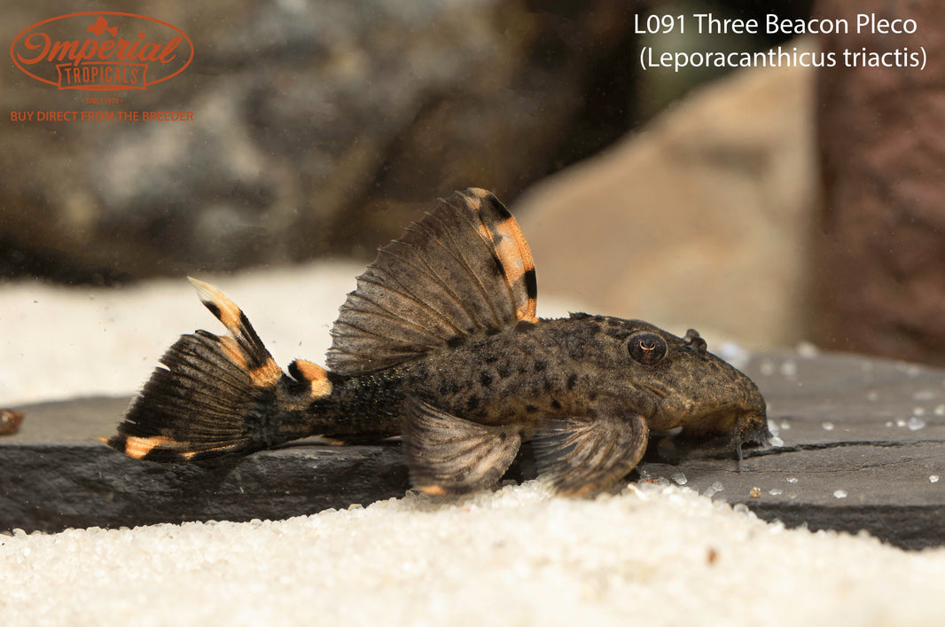 Plecos and Other Loricariids – Imperial Tropicals