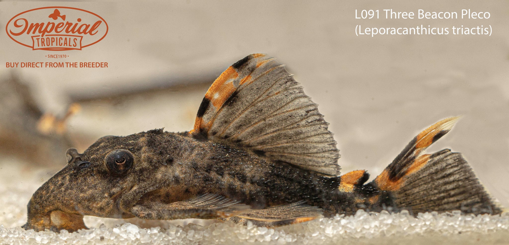 L091 Three Beacon Pleco – Imperial Tropicals
