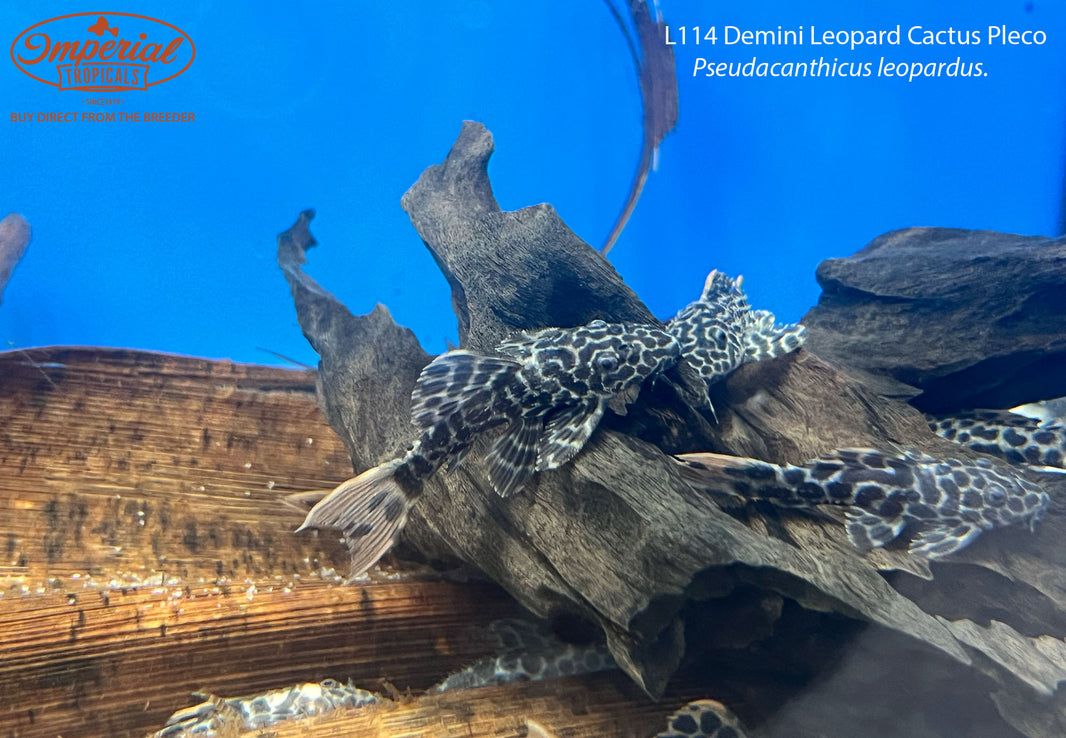 Plecos and Other Loricariids – Imperial Tropicals