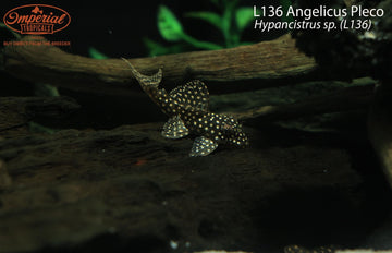 Plecos and Other Loricariids – Imperial Tropicals