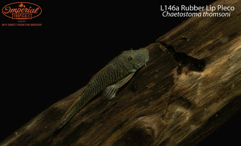 L146a Rubber Lip Pleco – Imperial Tropicals