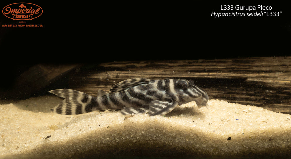 L333 Gurupa Pleco (Hypancistrus sp.)) - shop Imperial Tropicals