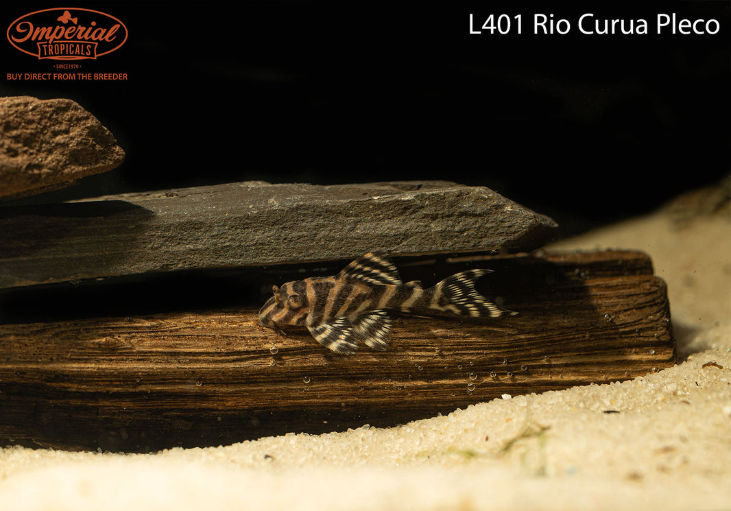 Plecos and Other Loricariids – Imperial Tropicals