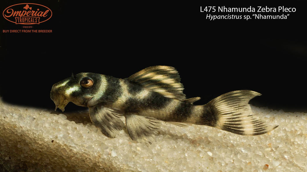 Plecos and Other Loricariids – Imperial Tropicals