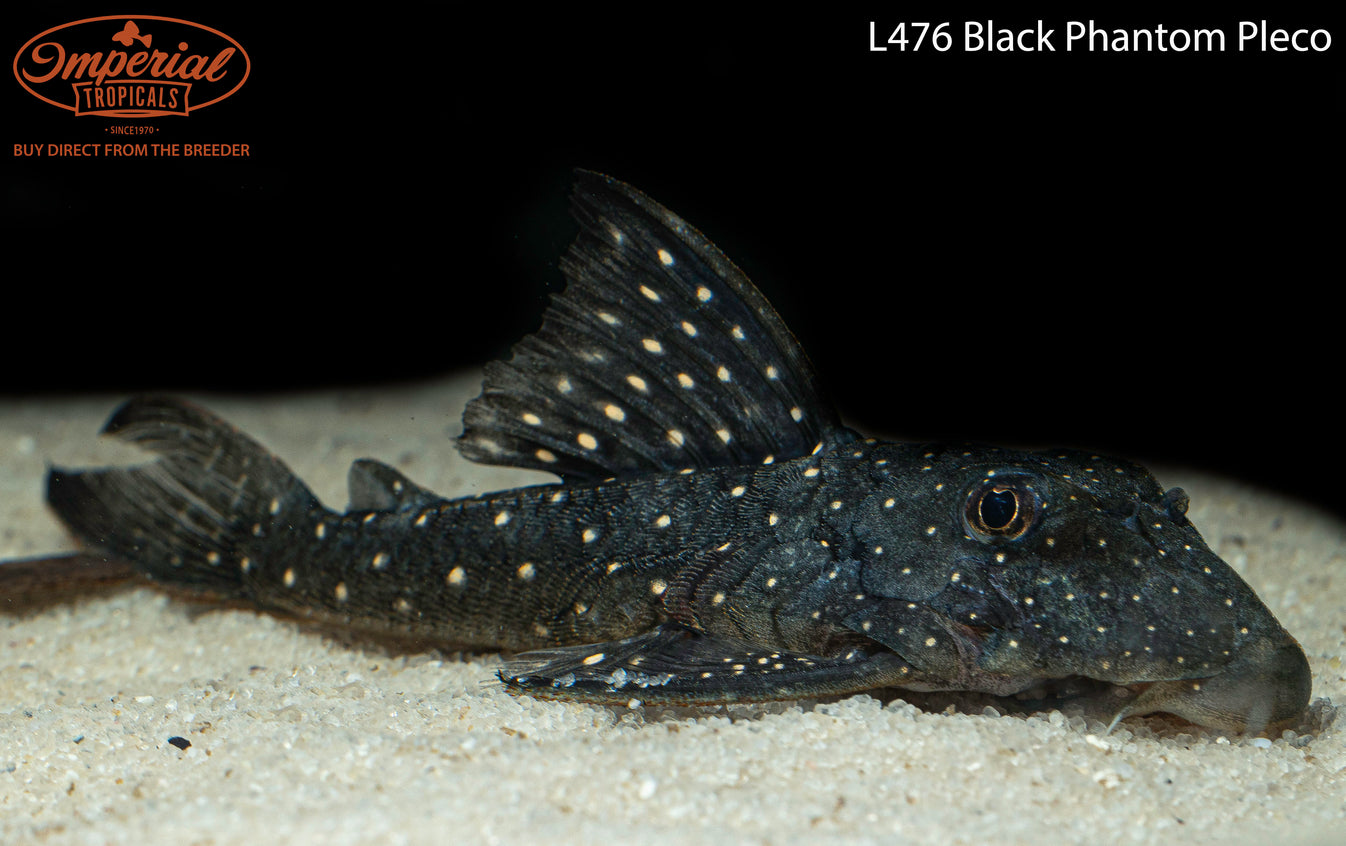 L476 Black Phantom Pleco – Imperial Tropicals