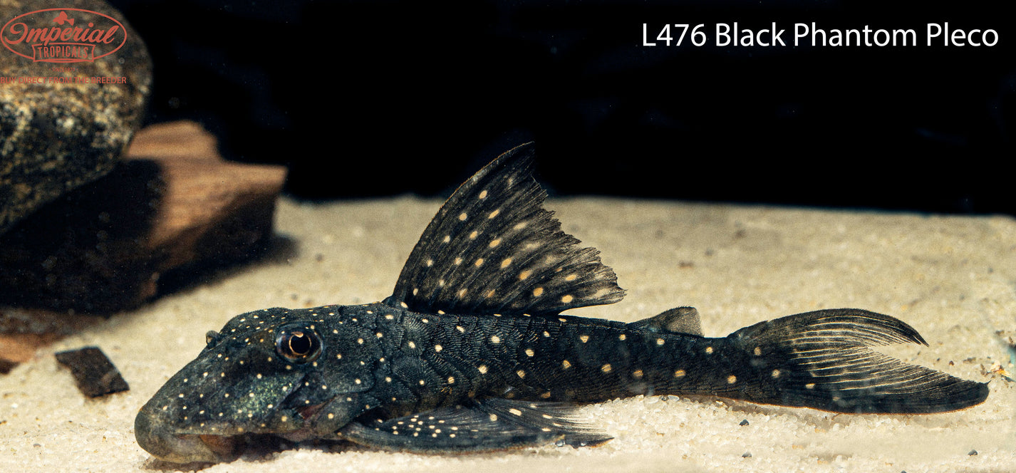 L476 Black Phantom Pleco – Imperial Tropicals