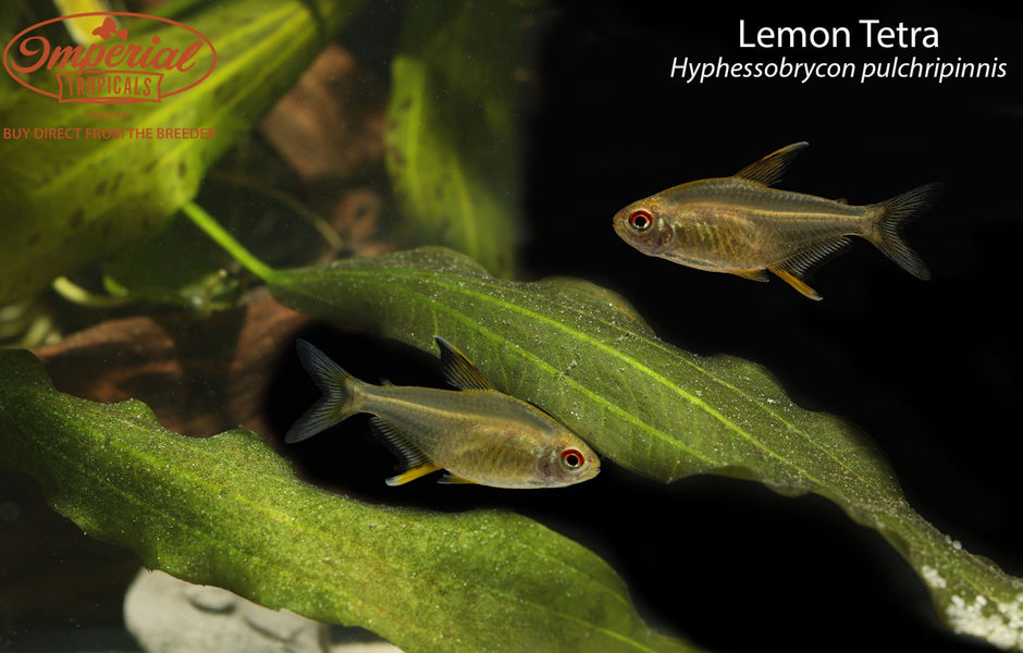 Tetras and Other Characins – Imperial Tropicals
