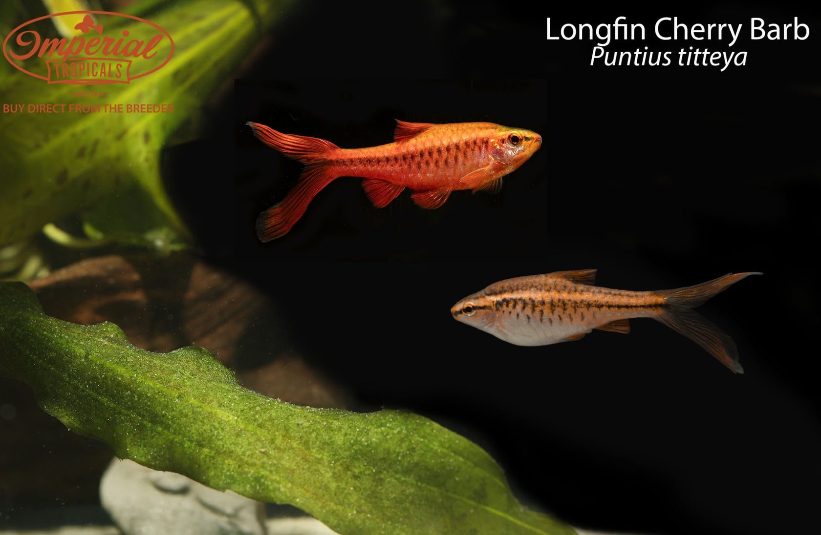 Longfin Cherry Barb (Puntius titteya) - shop Imperial Tropicals
