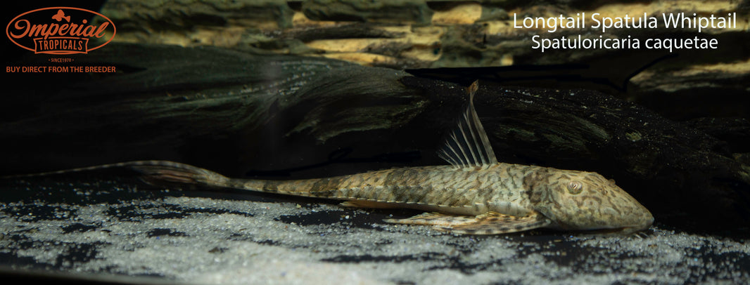 Plecos and Other Loricariids – Imperial Tropicals