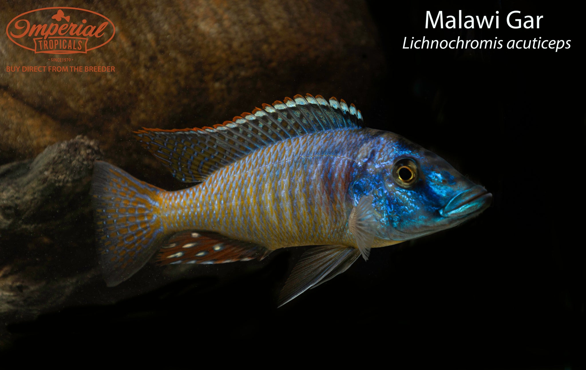 Malawi Gar (Lichnochromis acuticeps) - shop Imperial Tropicals