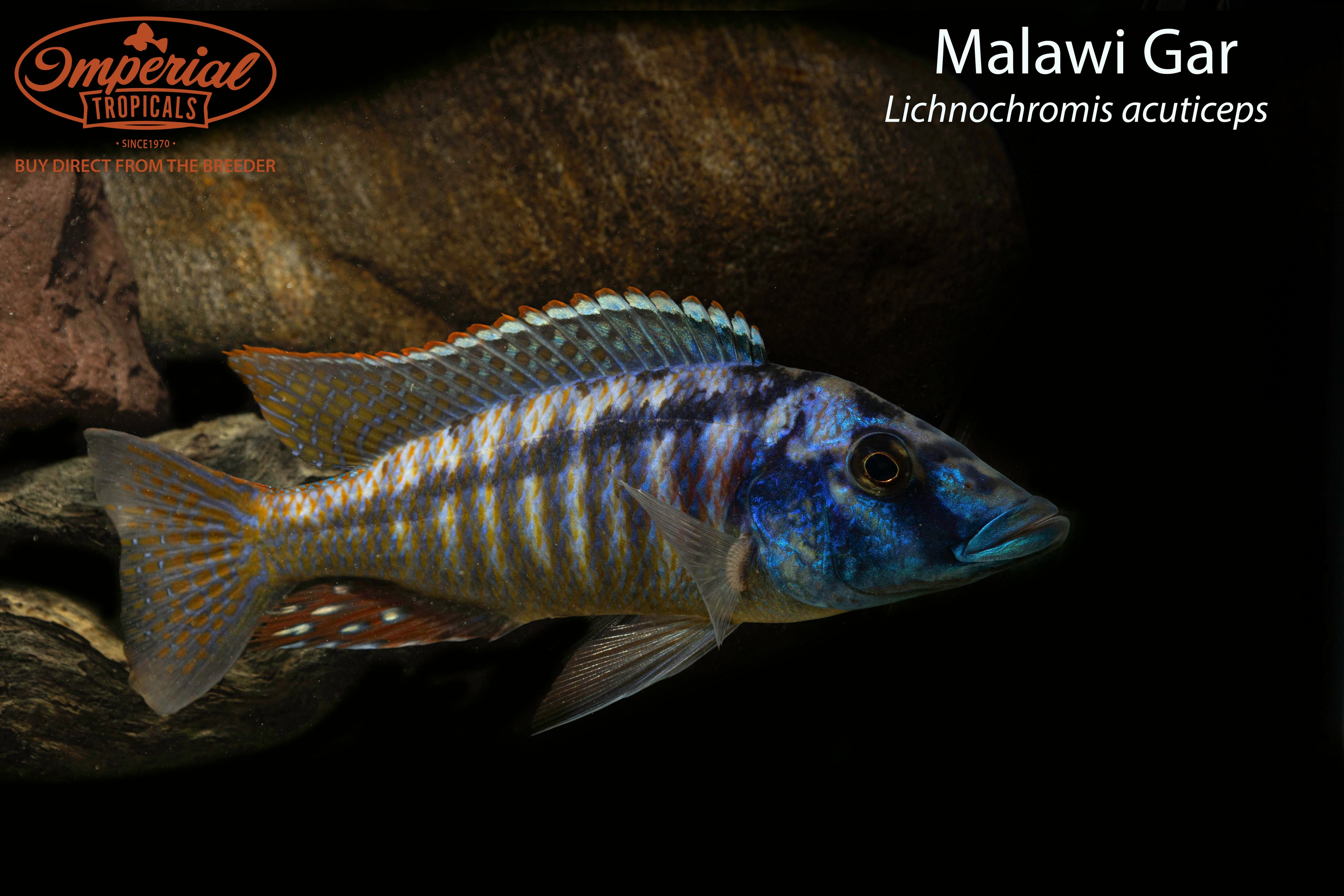 Malawi Gar (Lichnochromis acuticeps) - shop Imperial Tropicals