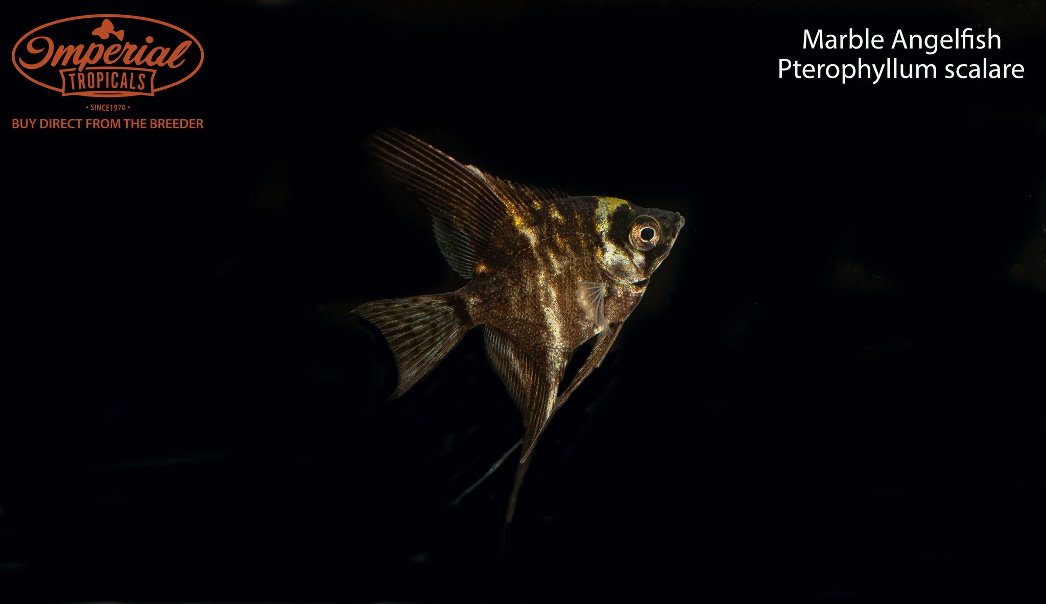 Marble Angelfish – Imperial Tropicals