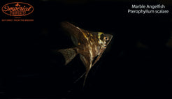 Marble Angelfish – Imperial Tropicals